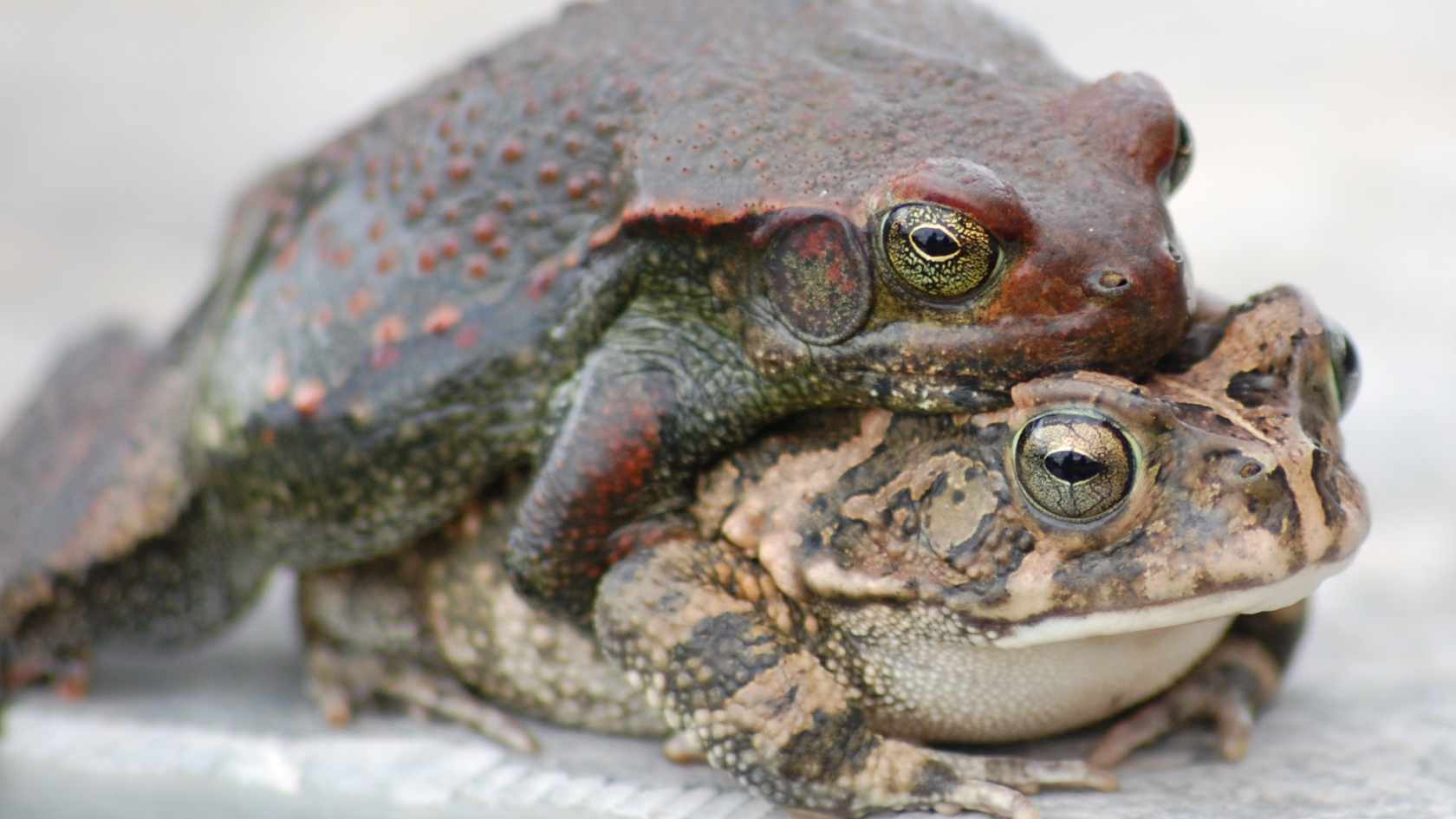 Der Frosch als Symbol - Andrea Brummack